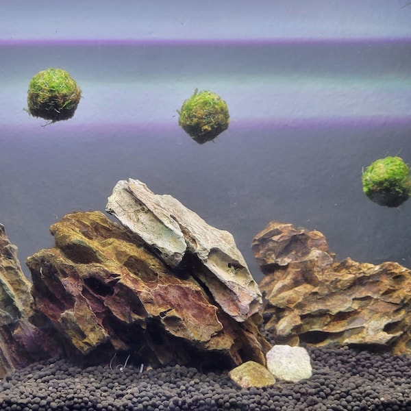 Floating Java Moss With Plant Anchor Live Aquarium Plant Terrarium ...