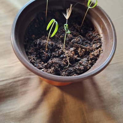 Cherokee, North Georgia Candy Roaster Squash . Cucurbita Maxima - Etsy