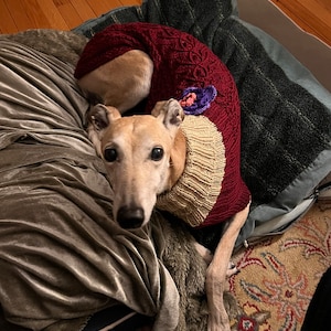 Handknitted Sweaters for Greyhound You Can Order Color and - Etsy