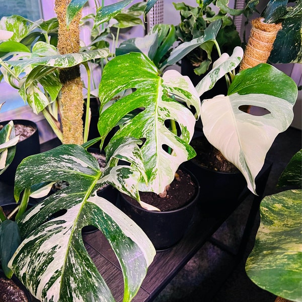 High Variegation Monstera Albo Borsigiana 3 Leaf Rooted Plant - Etsy