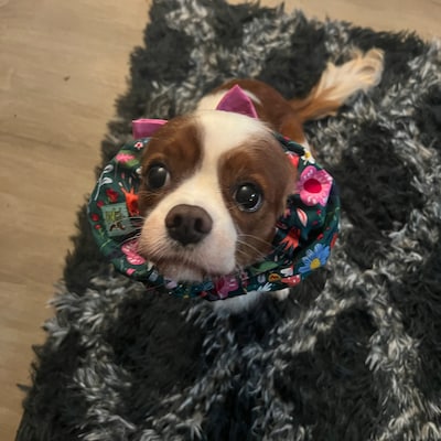 MINI FLOWER SPRING Adjustable Dog Snood: Protect Ears While Eating ...