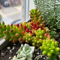 Red Lampranthus - Ice Plants - Drought Tolerant - Coastal Hardy ...