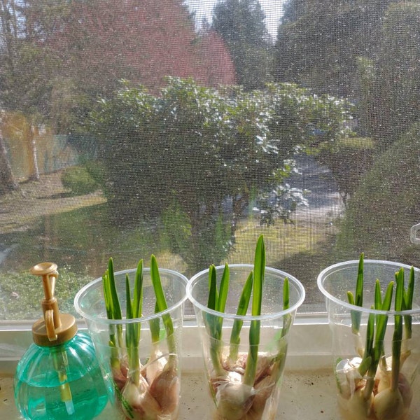 Garlic Dibbler Wheel - Etsy