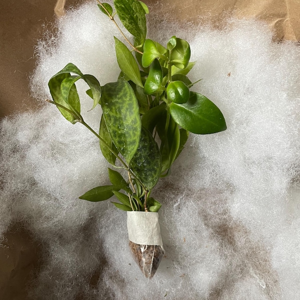 Variegated Mini Mona Lisa Lipstick Plant | LIVE Houseplant | Nodes ...