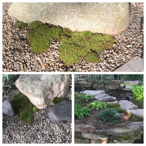 Moss Bulk Moss Assortment 8 sq ft Live Moss NOT | Etsy