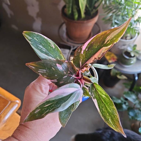 Philodendron Black Cherry Pink Princess 2” Pot (ALL STARTER PLANTS ...
