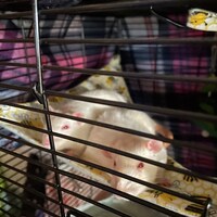 Rat Toy Sampler Bundle, Dig Basket, Ball, Pom Pom, Apple Wood Chew ...