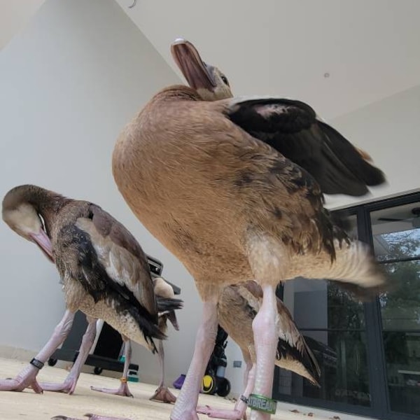 25 Closed Bird Leg Bands Aluminum Custom Laser Engraved in USA - Etsy