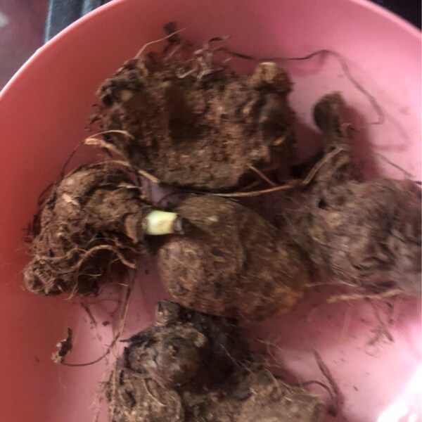 Rose of Jericho Mariyam Flower Jericho Rose Resurrection Flower Jericho ...