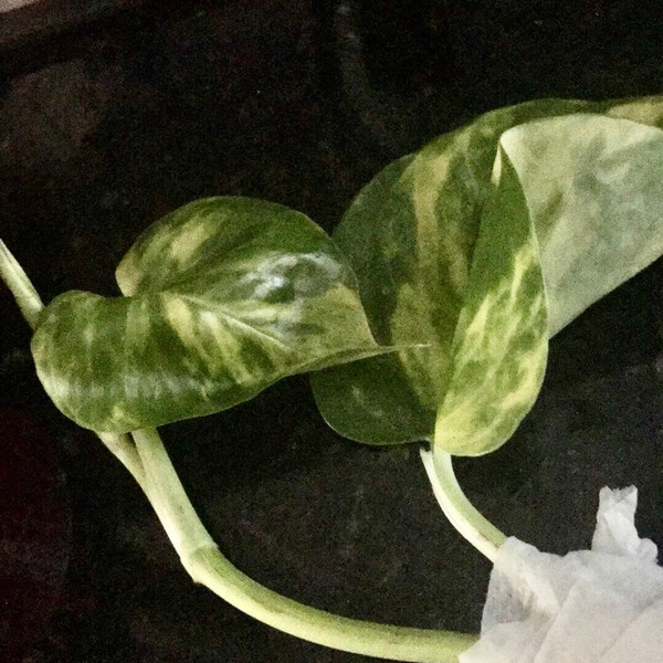LARGE Variegated Golden Pothos Cutting (4-6") Organically Grown ...
