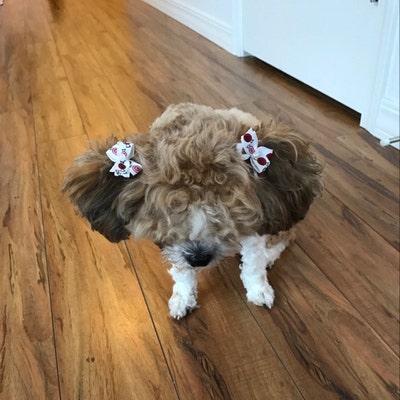 Sweet Tooth Pigtails Dog Bow - Etsy