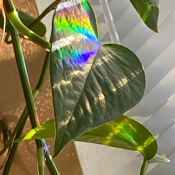 STICKER | Plant Mutha | Rainbow Making Suncatcher Window Decal - Etsy