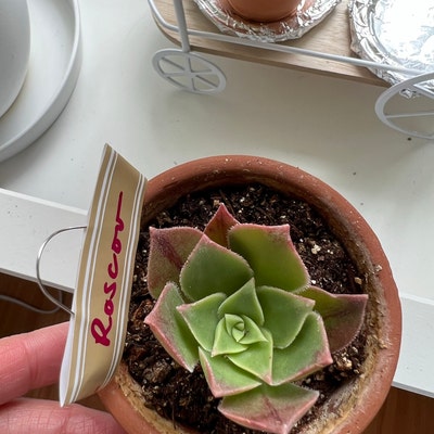 Aeonium Merlot - Etsy