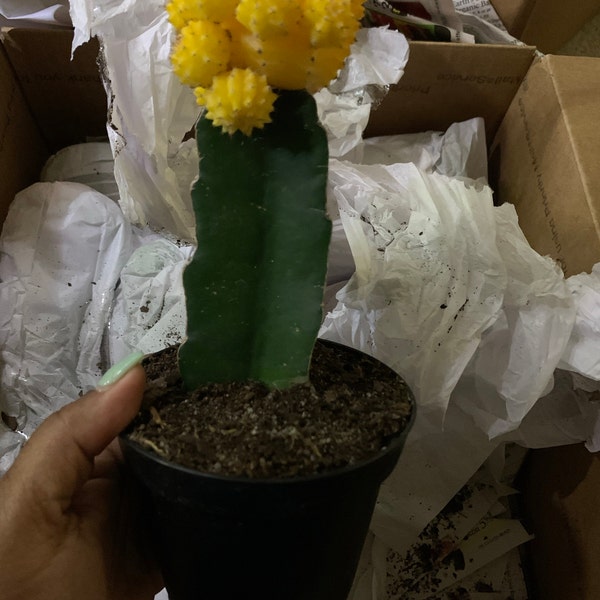 Red Grafted Moon Cactus Rare Succulent Live Cacti Plant - Etsy