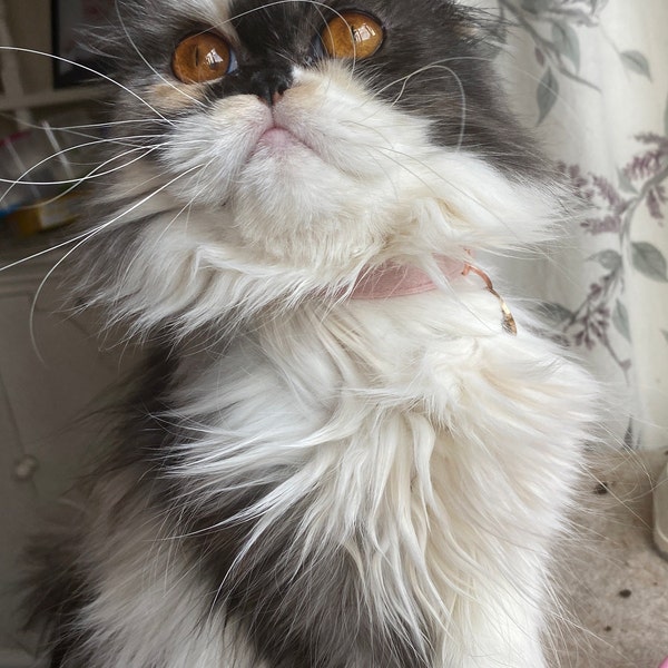 Tiny 20mm Cat Kitten ID Tags Laser Engraved, Stainless Steel Available ...