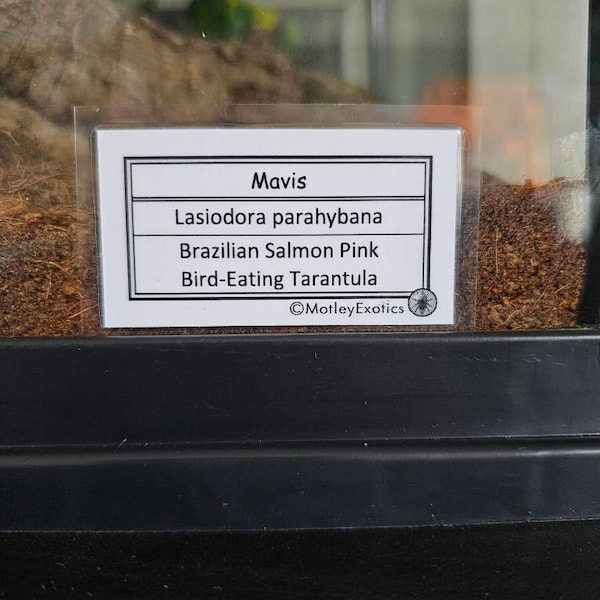 Small Terrarium Label Laminated Enclosure Label Exotic Pet Informative ...