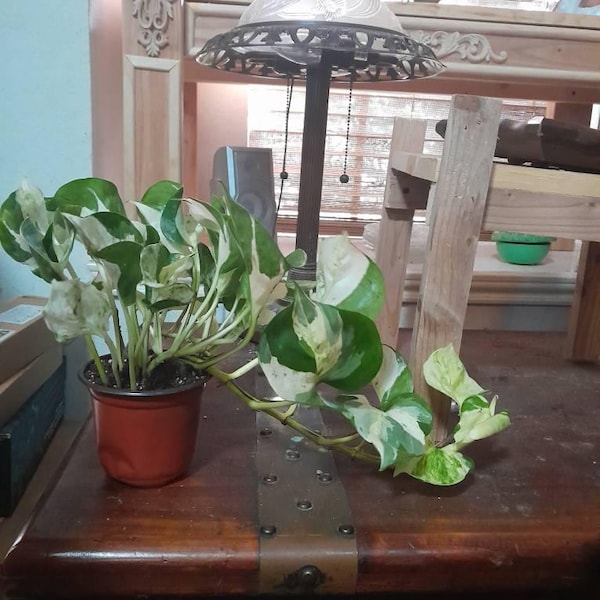 4” Monstera Peru Pot - Karstenianum Plant - Big Foliage Leaves - Fully ...