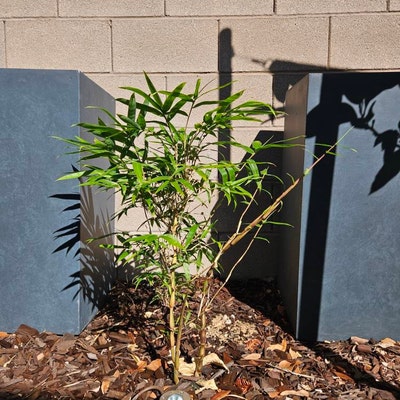 Phyllostachys Bissetti/david Bisset Bamboo-very Cold Hardy - Etsy
