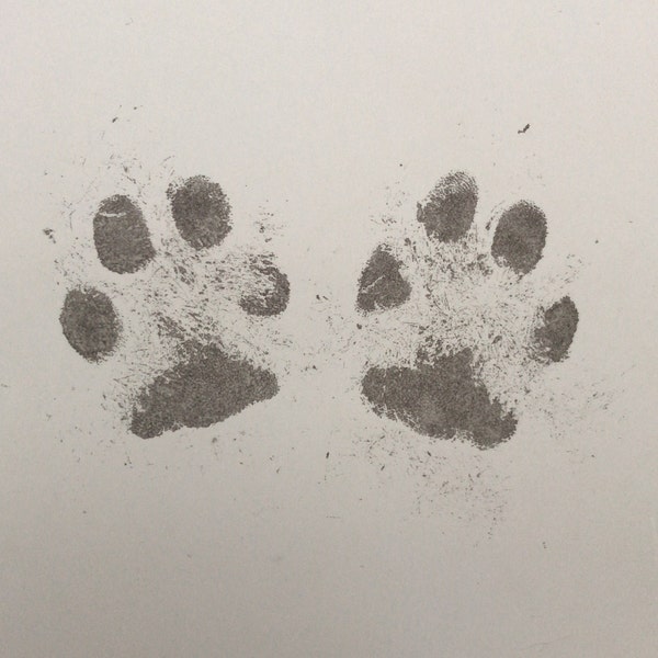 Inkless Pet Paw Print Kit | Get High-quality Paw Prints With Zero Ink ...