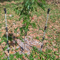 Codakia Orbicularis Aka Tiger Lucine Fossil / Fossilized Whole Bilvalve ...