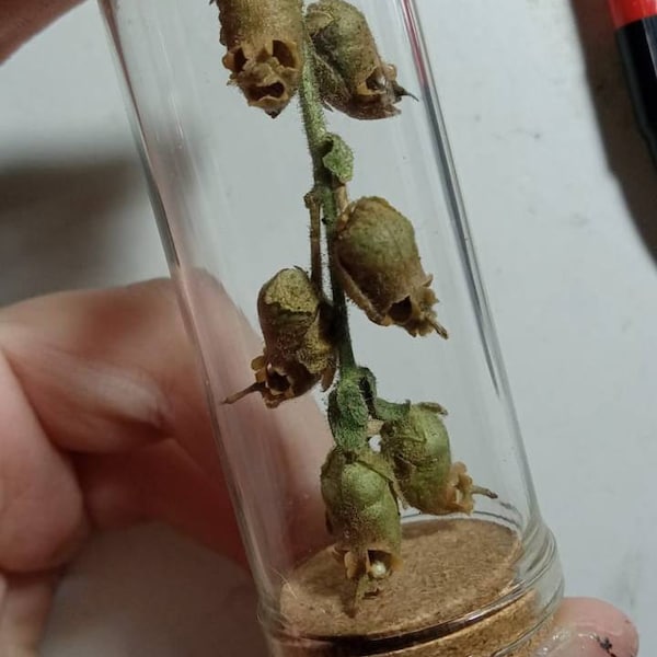 Dried Snapdragon Skull Seed Pods - West Coast Garden Grown - Curio ...