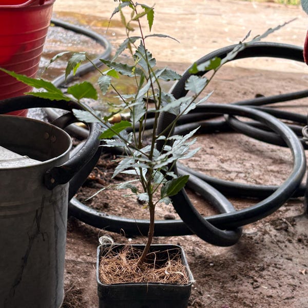 Kesar Mango Tree Plant (mangifera) Indian Queen Variety Grafted 2ft ...