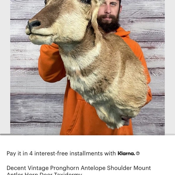 Dark Tall 4x4 Mule Deer Antler Horn Fake Skull Mount Taxidermy Rack Man ...