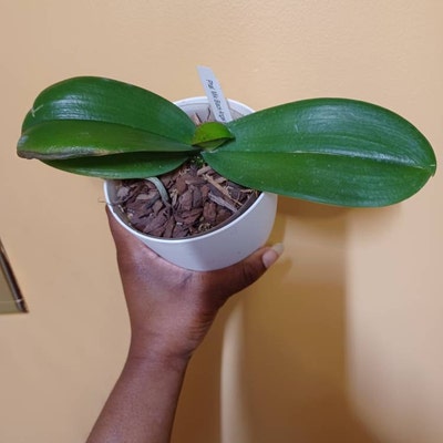 Phal. Miki Black Angel '364', Unique Dark Colored Flowers - Etsy