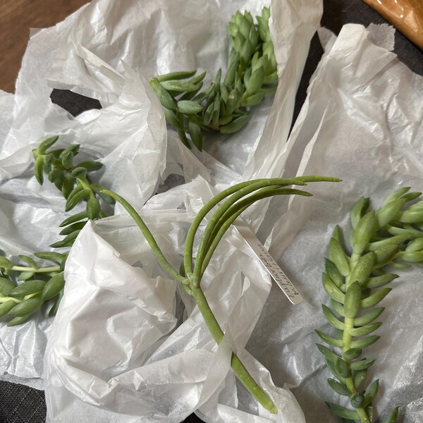 Rhipsalis Bacifera Ssp. Mauritiana “ferrari” 4 Unrooted Cuttings - Etsy