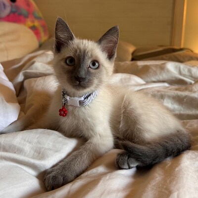 Periwinkle Gold Star Cat Collar With Bell, moon Shadow Breakaway Rifle ...