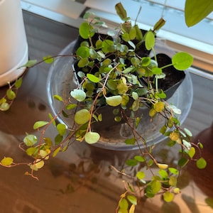 Angel Vine wire Vine Plant - Etsy