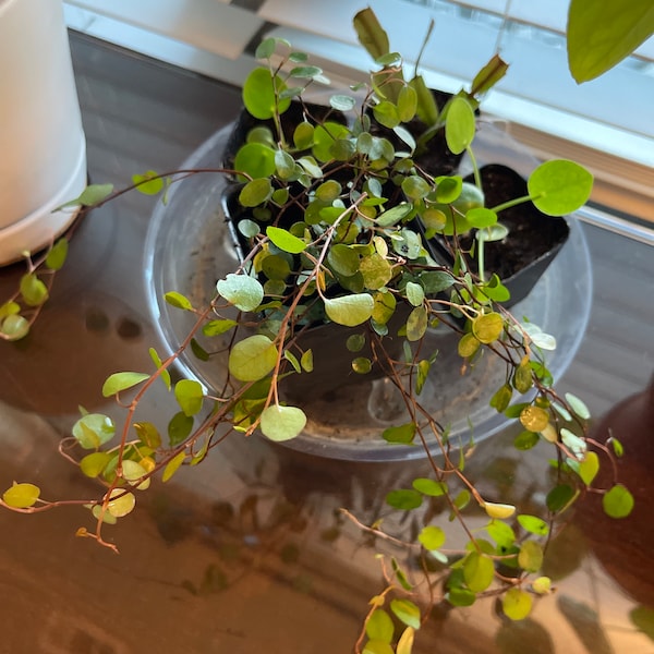 Angel Vine “wire Vine” Plant - Etsy