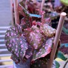 Begonia U485, Highly Iridescent, Believed to Be a Hybrid. 2 Inch Potted ...