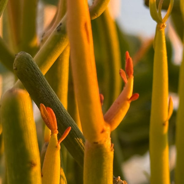 Baby Toes | 2.5 Inch | Fenestraria Rhopalophylla | Mimicry Plants ...