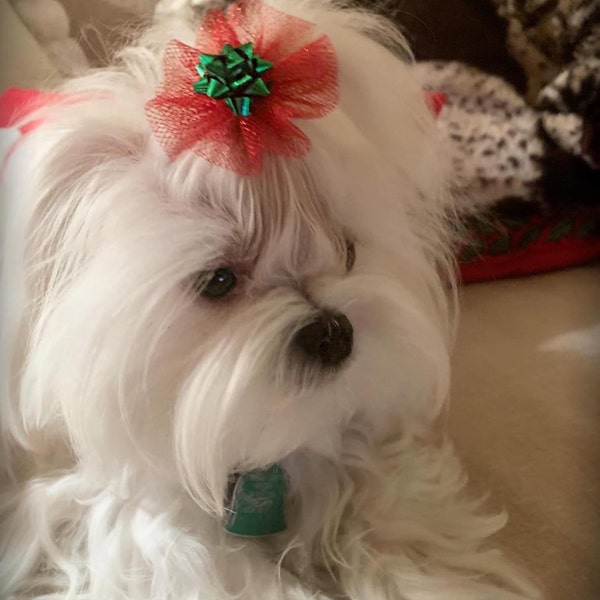 Plain DOG BOWS, Tulle Dog Bows, Grooming Dog Topknot Bows - Etsy