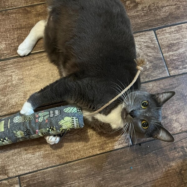 Cat Scent Enrichment Kit | 13 Herbs | Improve Wellbeing | Cat Toy | Cat ...