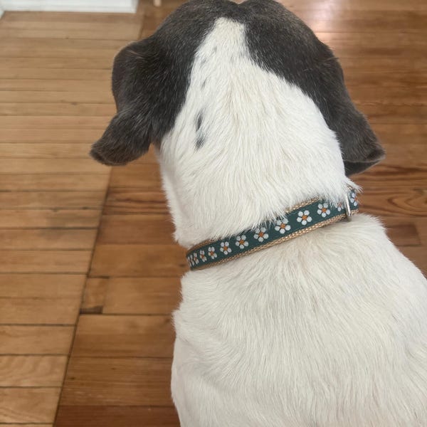 UGLY Bells for Pet Collar Chipped Jingle Bell for Cat Collar Character ...