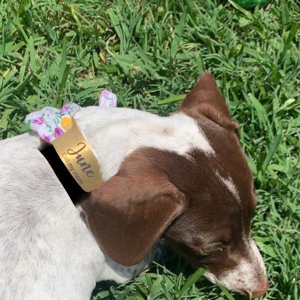 Initial Collar Charm - Letter Tag, Pet Collar Charm, Personalized Pet ...