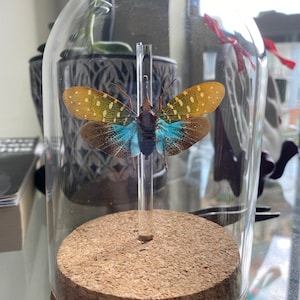 Colourful Lanternfly pyrops Gunjii Cicada Glass Bell Cloche Dome ...