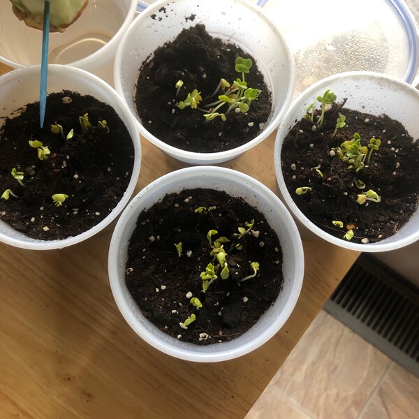 Wildflower Seed Bomb Box. Gardening Gift. Seed Bombs. Recycled ...