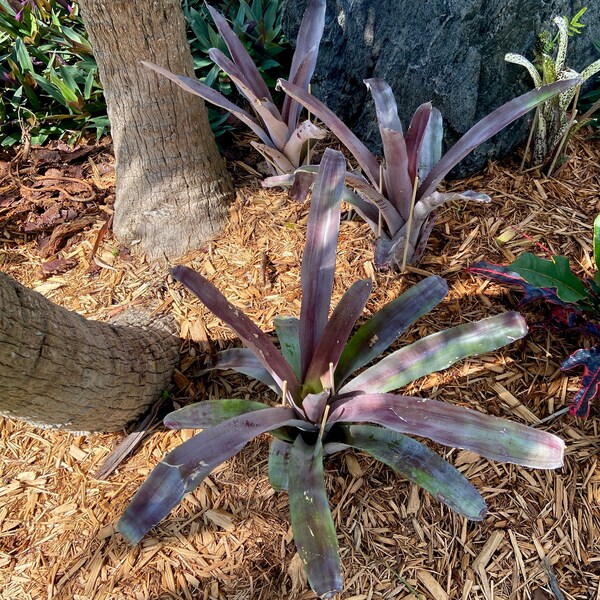 Bromeliad Portea jungles Small Pup - Etsy