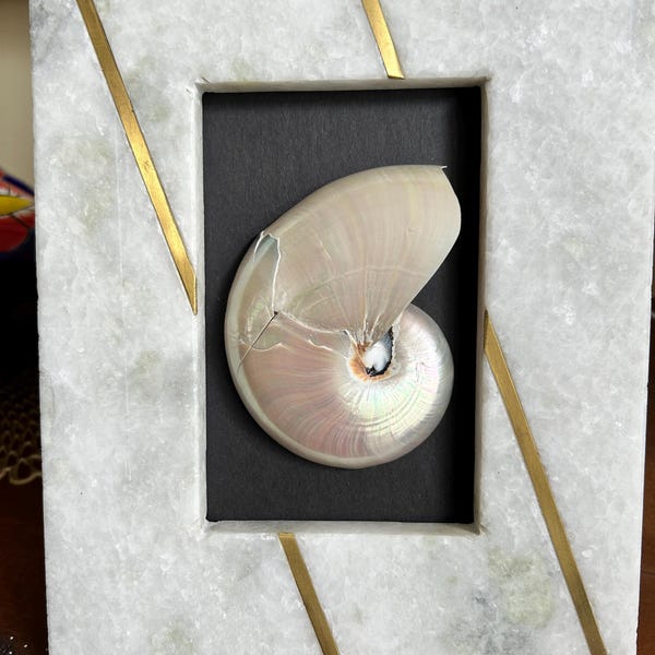 Deep Scallop Sea SHELL Nautical Beach Decor NIGHTLIGHT - Etsy