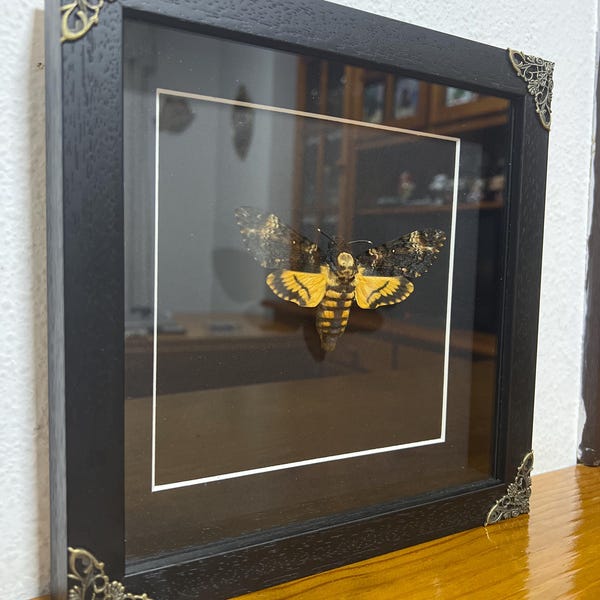 Filipino Atlas Moth Male & Female Pair in Box Frame (attacus Lemairei ...