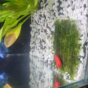 Live Subwassertang Moss Aquarium Plant Fast and Easy to Grow - Etsy