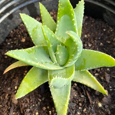 Aloe Brevifolia Alligator Crocodile Plant Rooted Young Pup FREE ...
