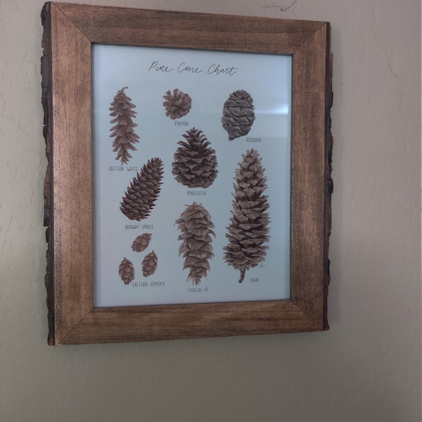 Pine Cone Chart Print - Watercolor Pine Cones, Pine Cones, Nature Print ...