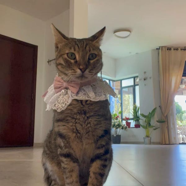 Christmas for Cats, Christmas Cat Collar, Cat Lover Gift, Cat Christmas ...