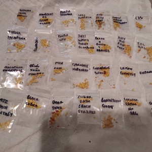 Korean Gochu Pepper Seeds - Etsy