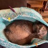Cat Pod Crochet Pattern © - Etsy Canada