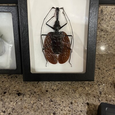 OVERSTOCK: Large Violin Beetles, Mormolyce Phyllodes Real - Etsy